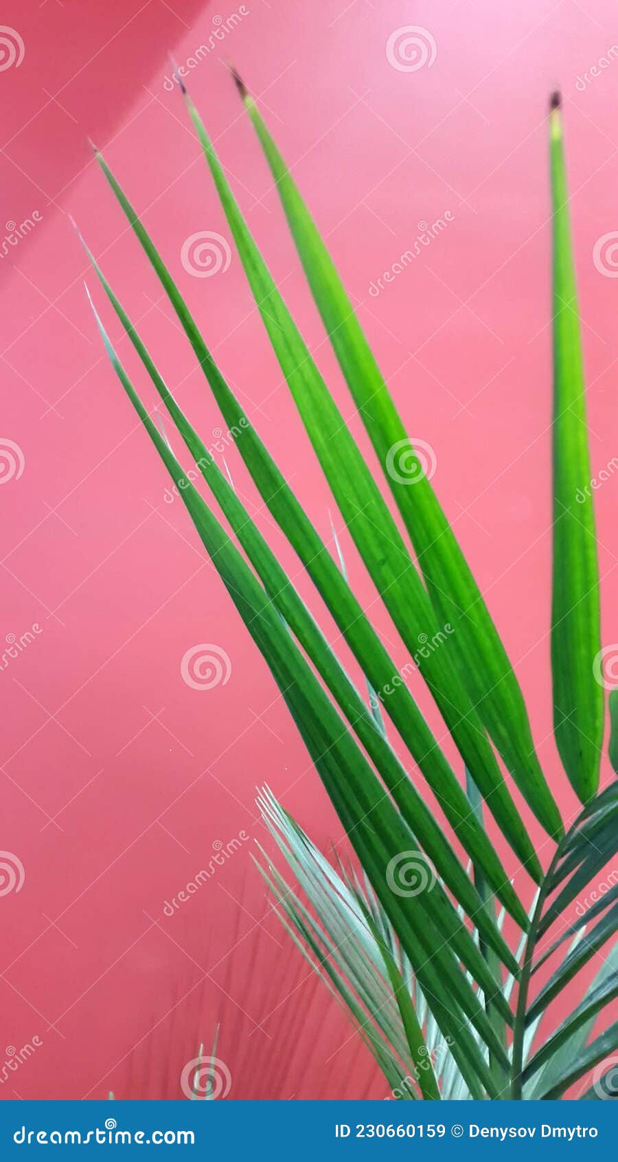 Indoor Plant on a Red Background. Green Leaves on a Red Background ...