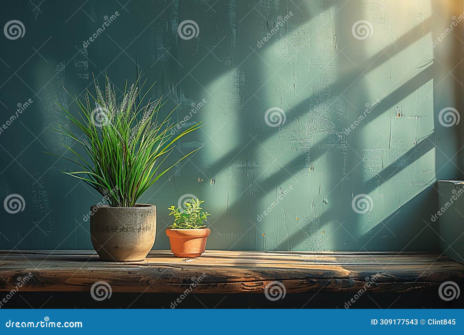 Indoor Plants in Pots with Sunlight Casting Long Shadows Stock ...