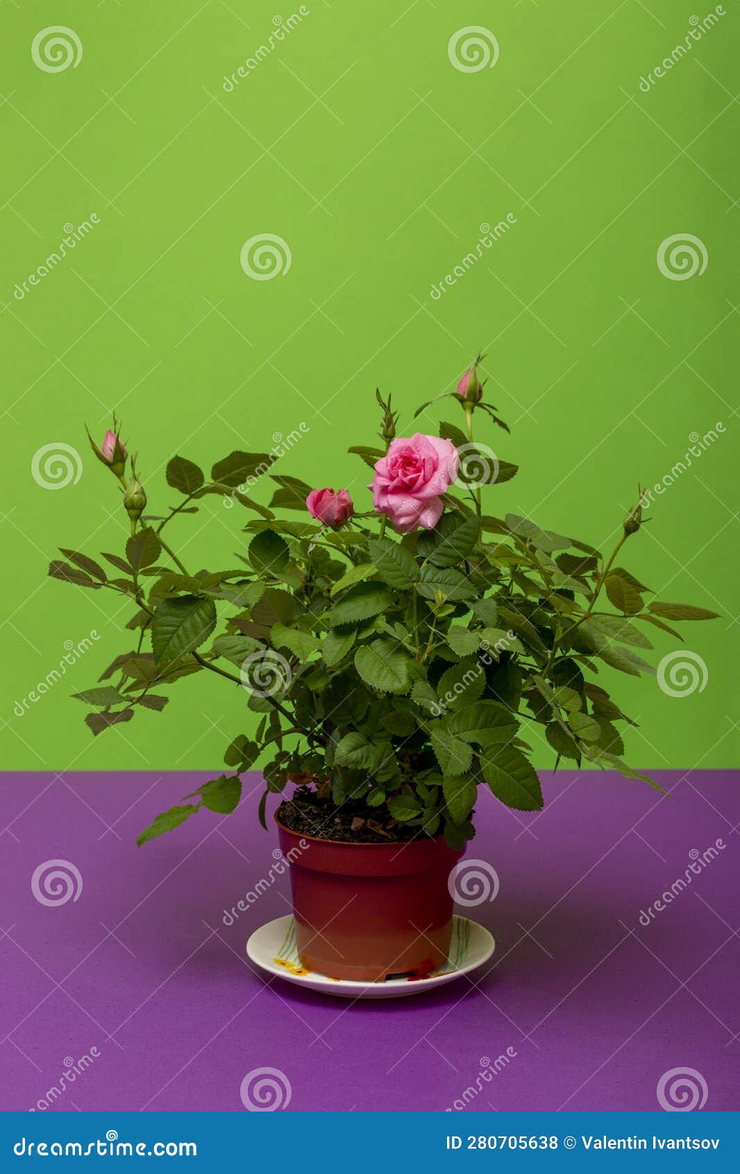 Indoor Rose Bush in a Pot on a Colored Background Stock Photo - Image ...