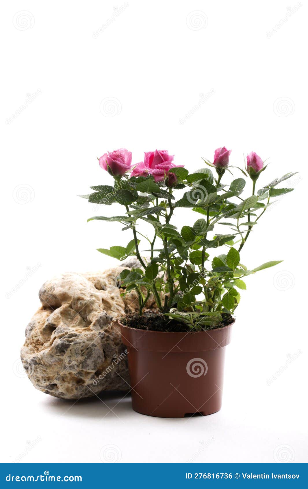 Indoor Rose Bush in a Pot on a Stone on a White Background Stock Photo ...