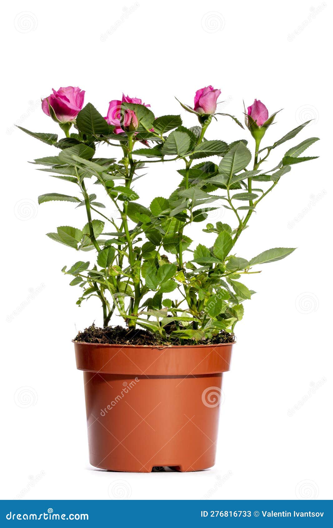 Indoor Rose Bush in a Pot on a White Background Stock Image - Image of ...