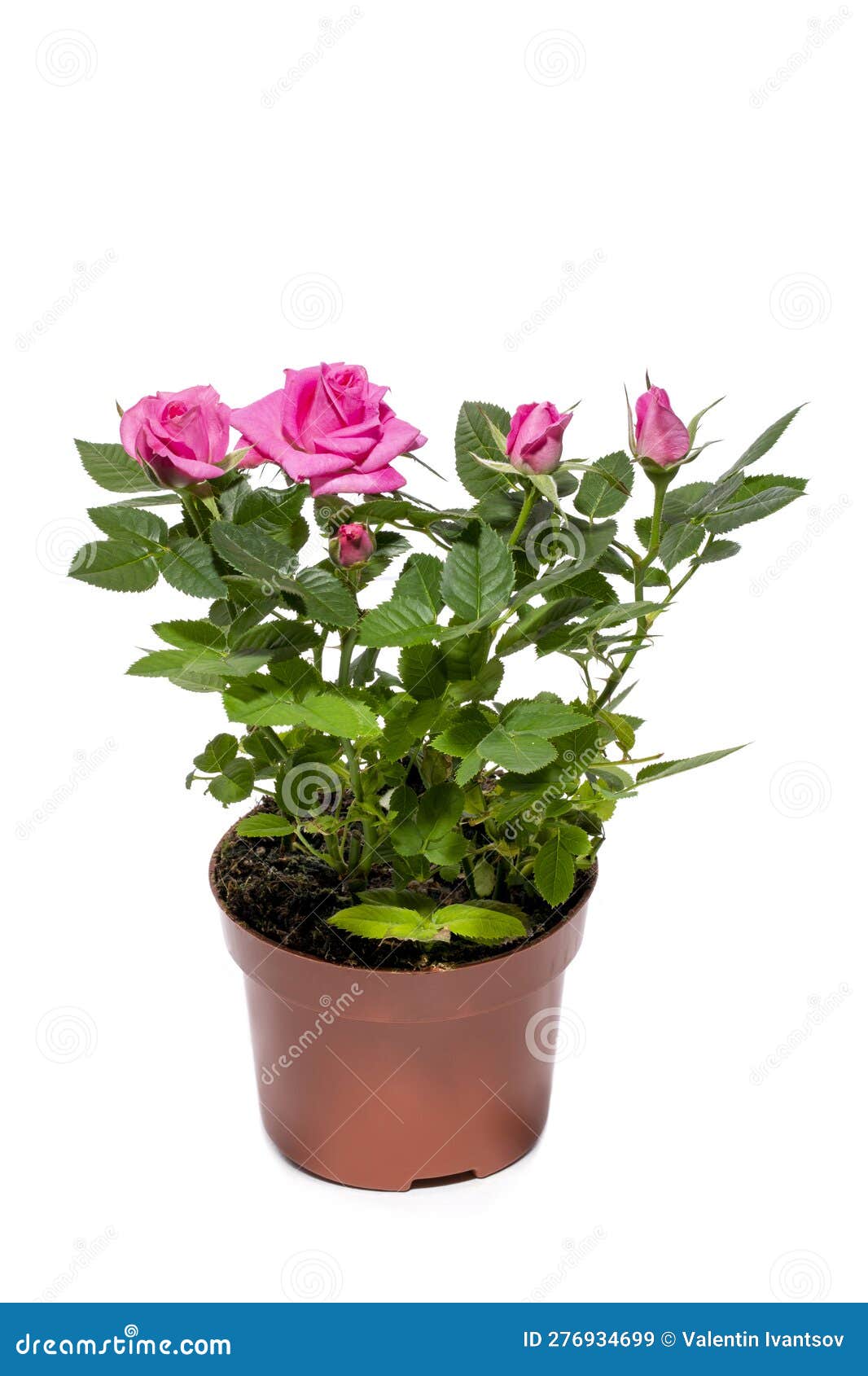 Indoor Rose Bush in a Pot on a White Background Stock Image - Image of ...