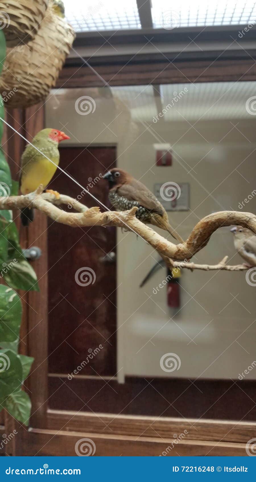 Indoor small Bird Avery editorial stock photo. Image of avery - 72216248