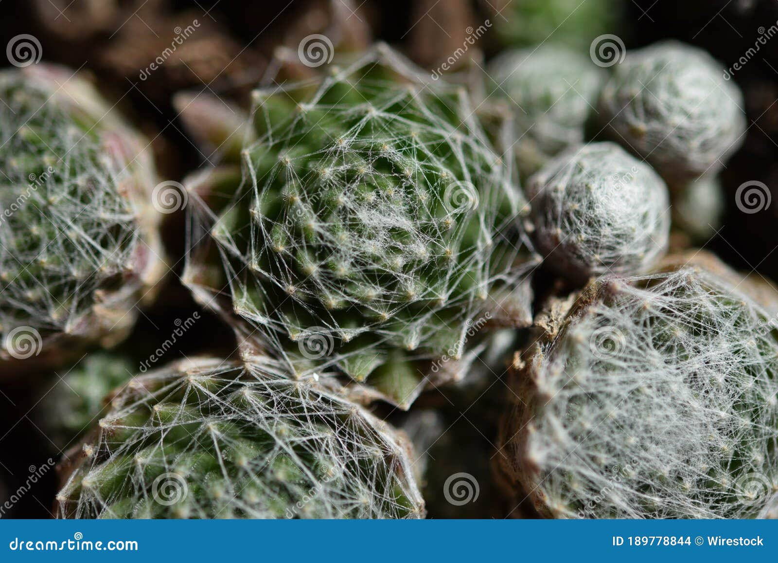 Indoor Succulent Plant with a Spider Web on Tips Stock Photo - Image of ...