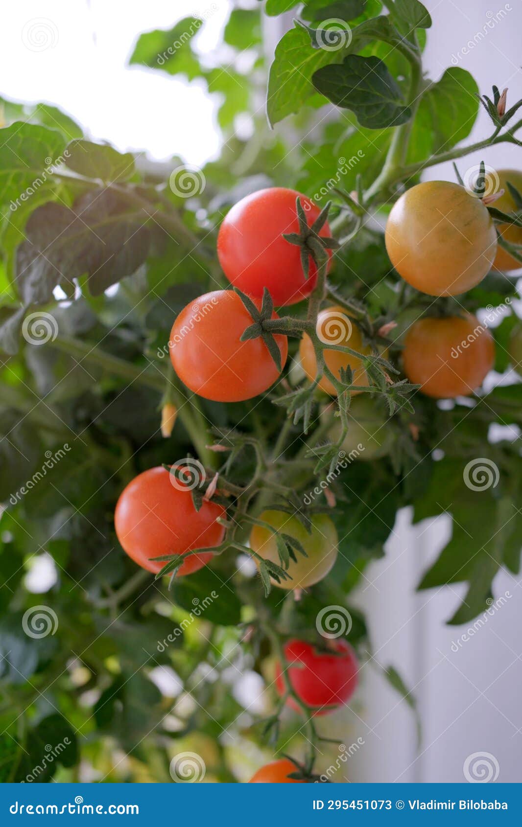 Indoor Tomatoes Bloom and Fruit Stock Image - Image of natural, small ...