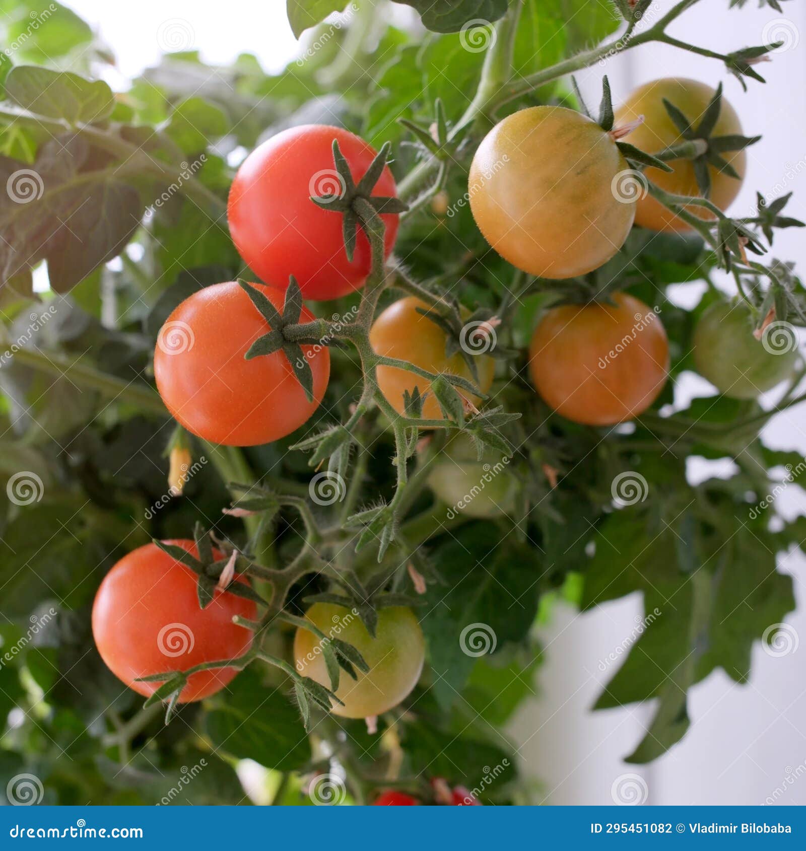 Indoor Tomatoes Bloom and Fruit Stock Photo - Image of leaf, branch ...