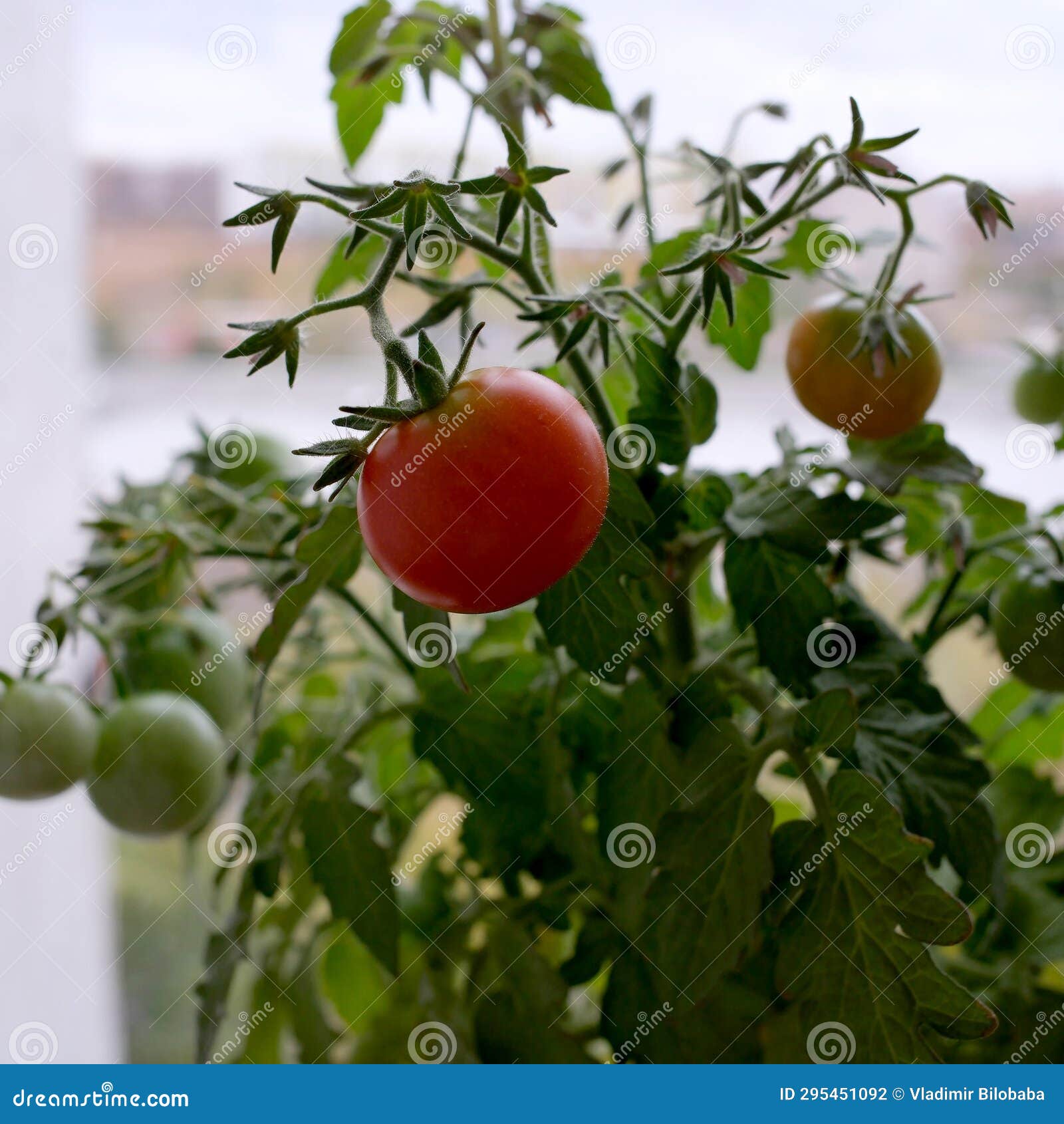 Indoor Tomatoes Bloom and Fruit Stock Photo - Image of sprout, bloom ...