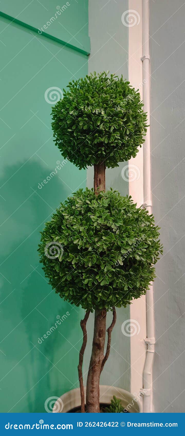 Indoor tree poodle stock photo. Image of indoor, tree - 262426422