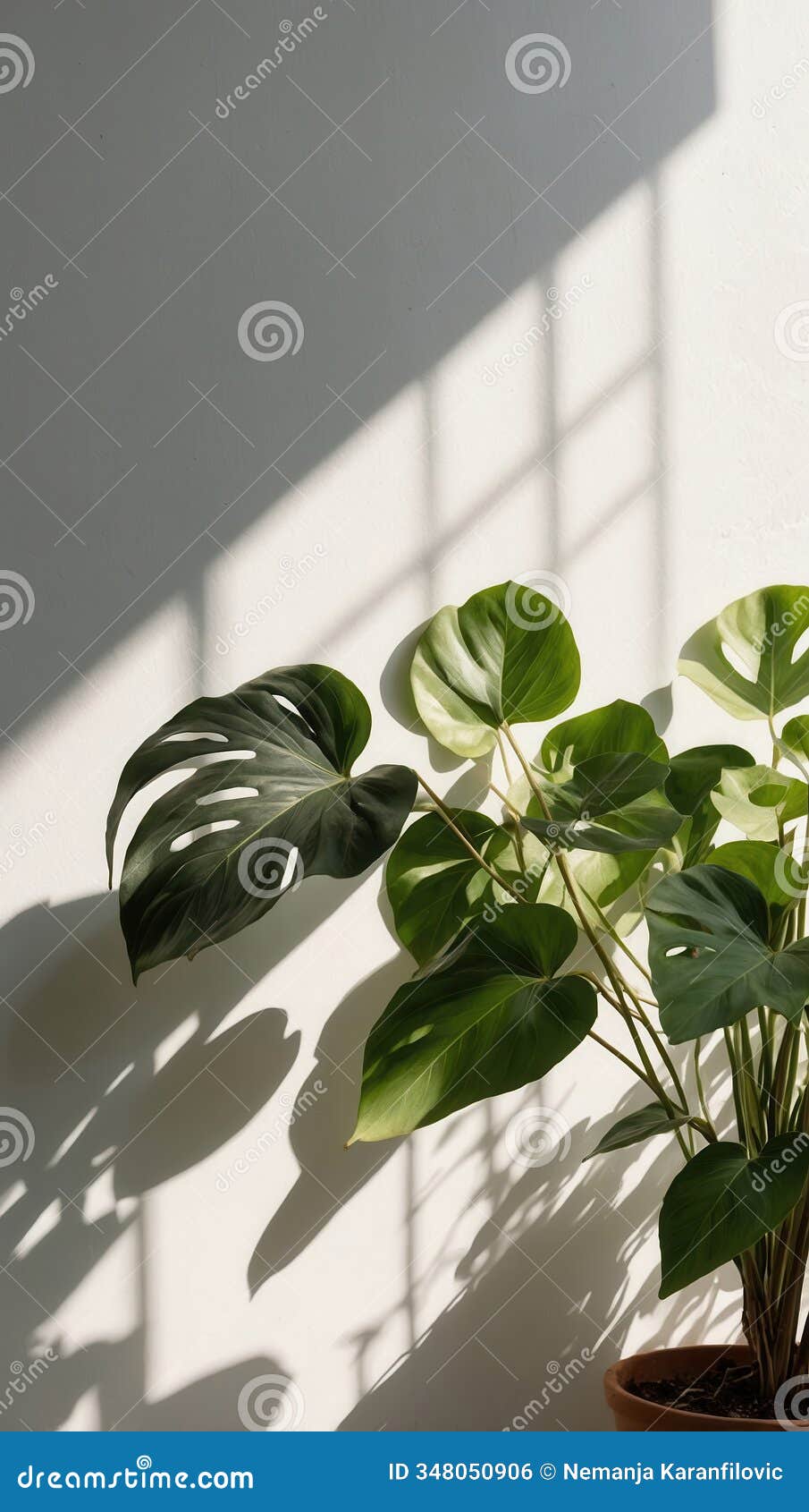 Indoor Tropical Plant with Broad Leaves Casting Shadow on Wall Stock ...