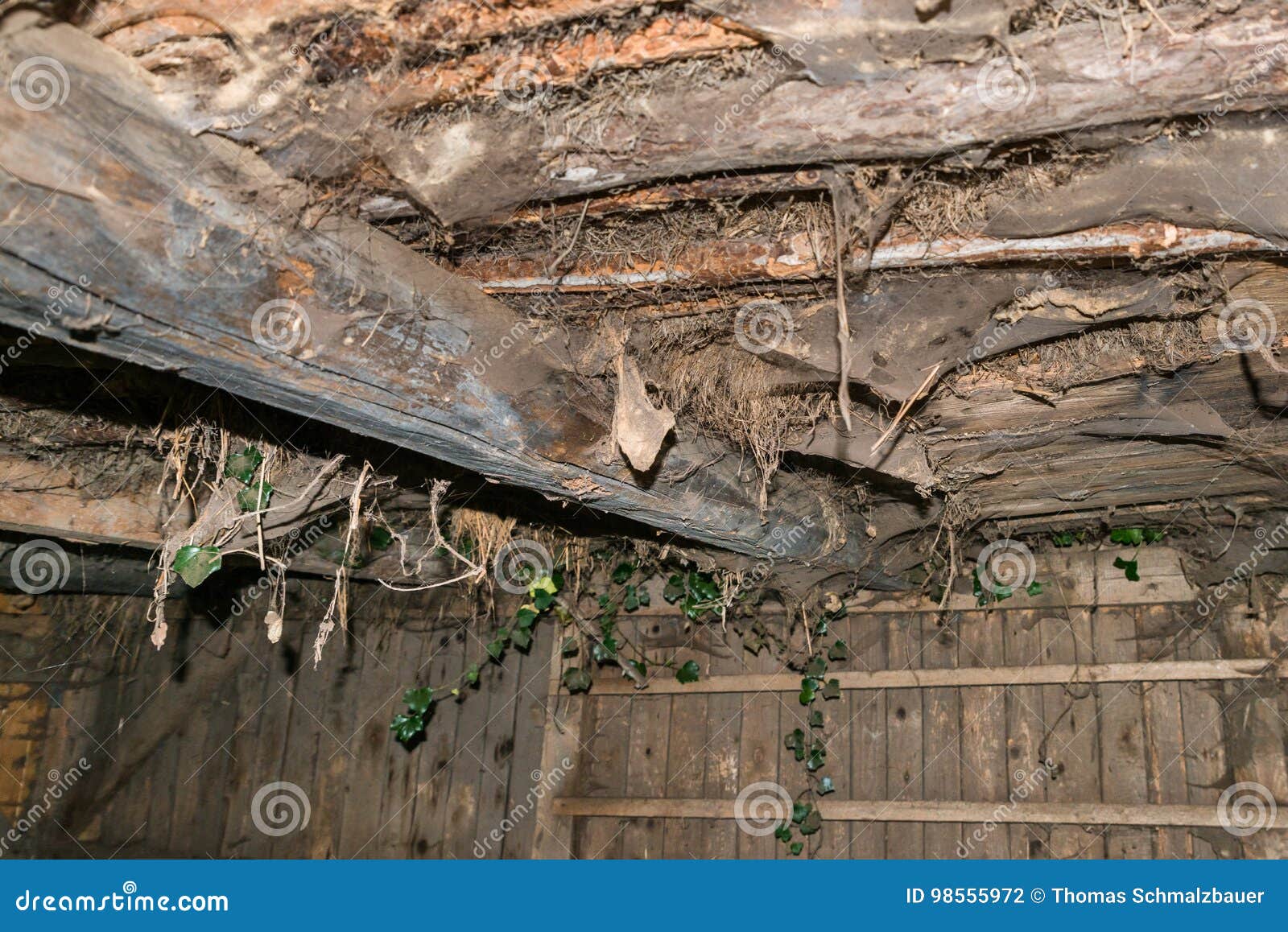 Indoor View of an Old Hog House Stock Photo - Image of farming ...