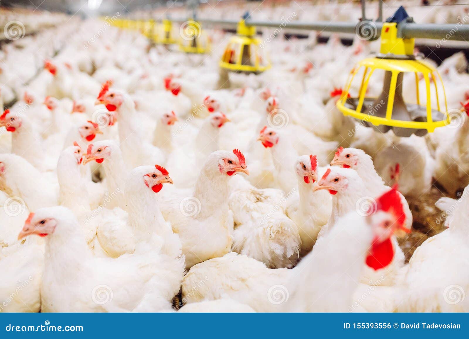 Indoors Chicken Farm, Chicken Feeding, Large Egg Production Stock Photo ...