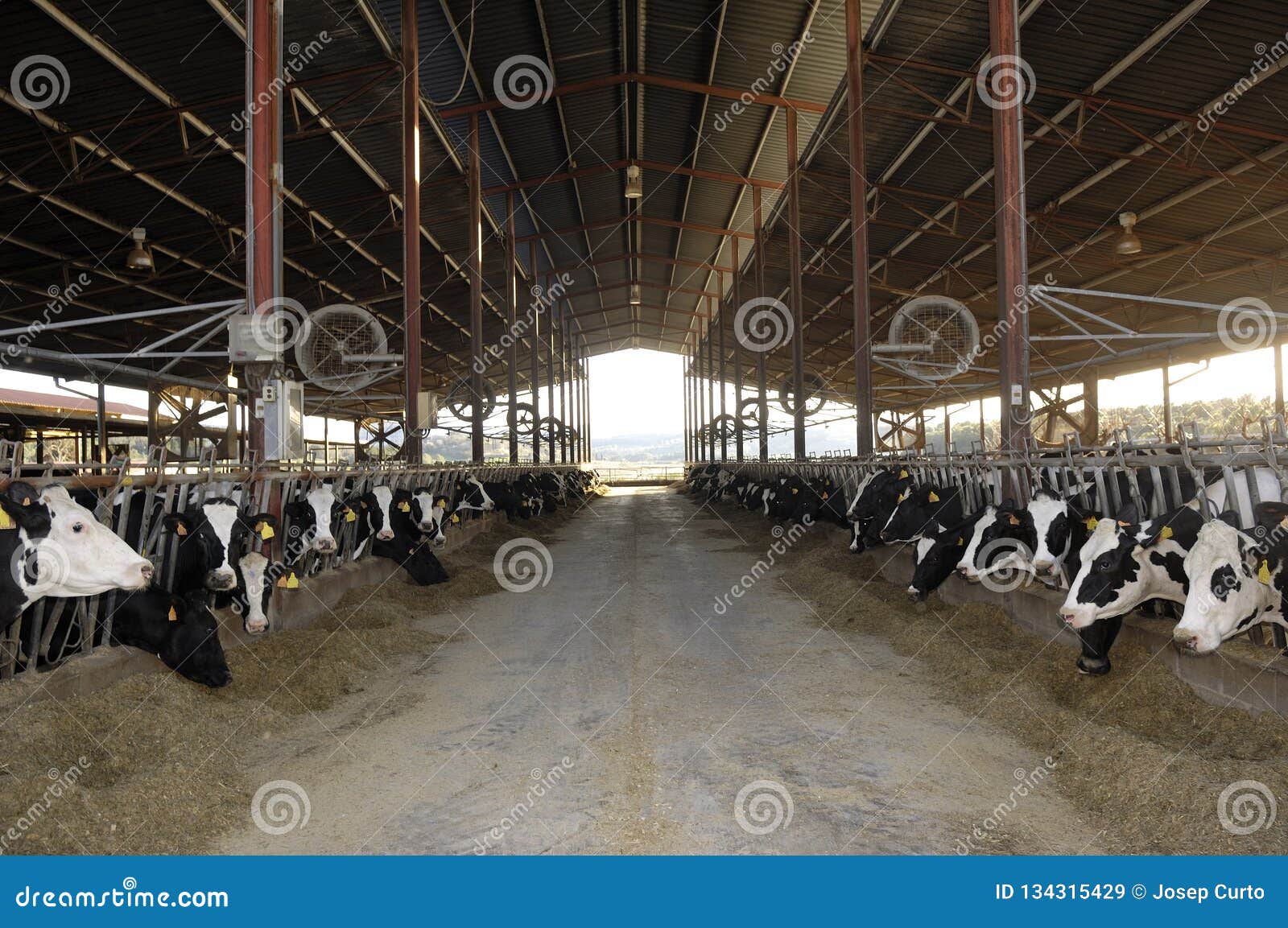 Indoors of farm cows stock image. Image of husbandry - 134315429