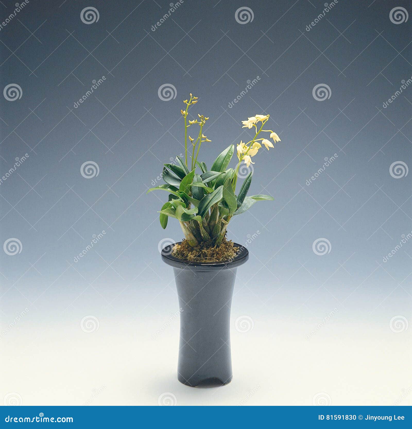 Indoors stock photo. Image of pollen, stone, photograph - 81591830