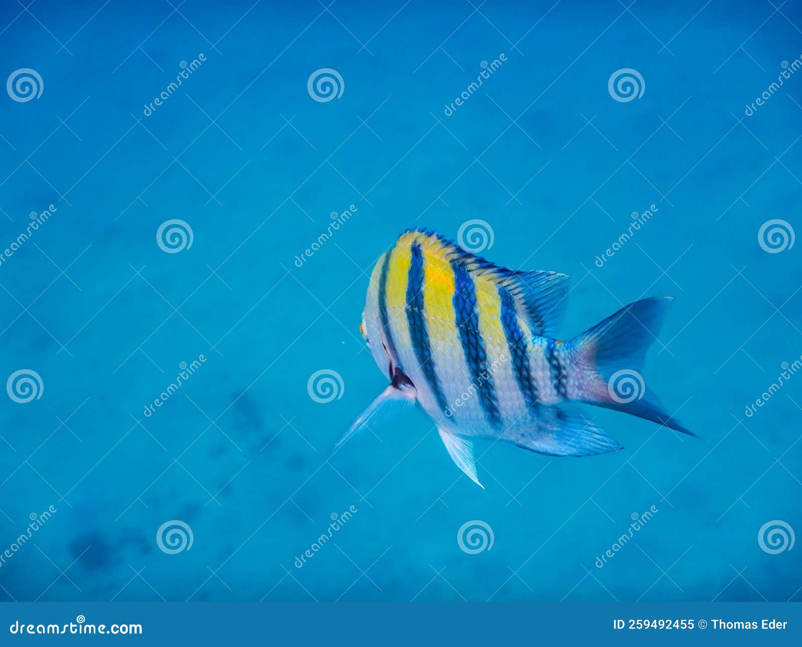 Indopazific Sergeant Fish from Behind in the Blue Sea Stock Image ...