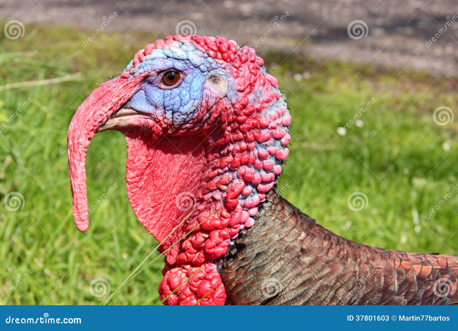 Indor obraz stock. Obraz złożonej z gospodarstwo, turcja - 37801603