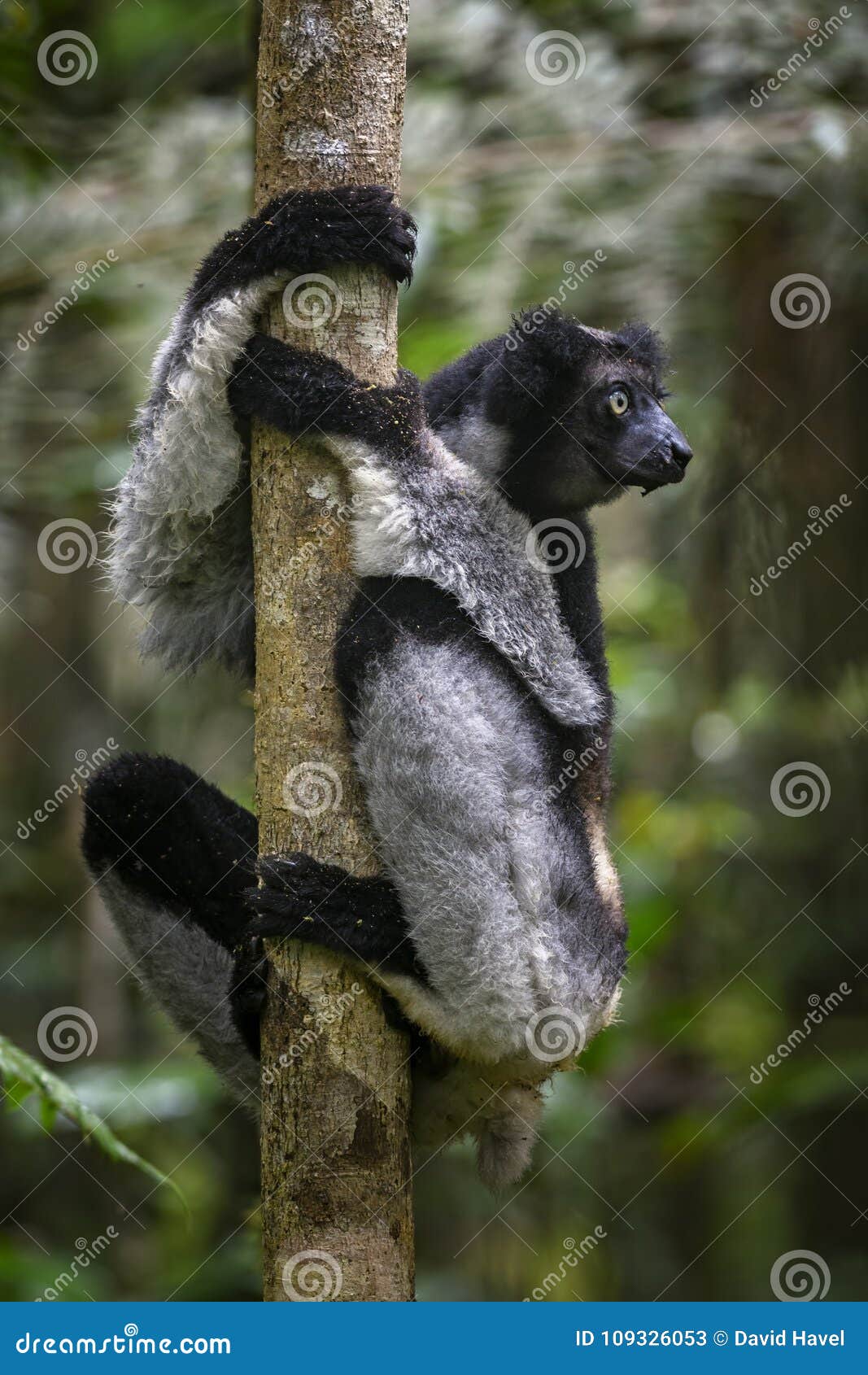 Indri - Indri-indri stock afbeelding. Image of vruchten - 109326053