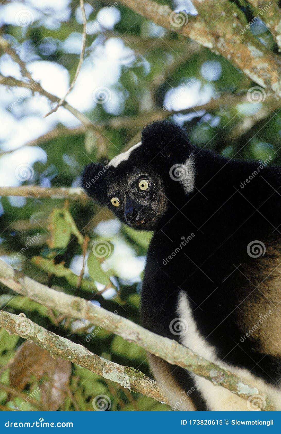 INDRI indri indri stock image. Image of mammal, outdoor - 173820615