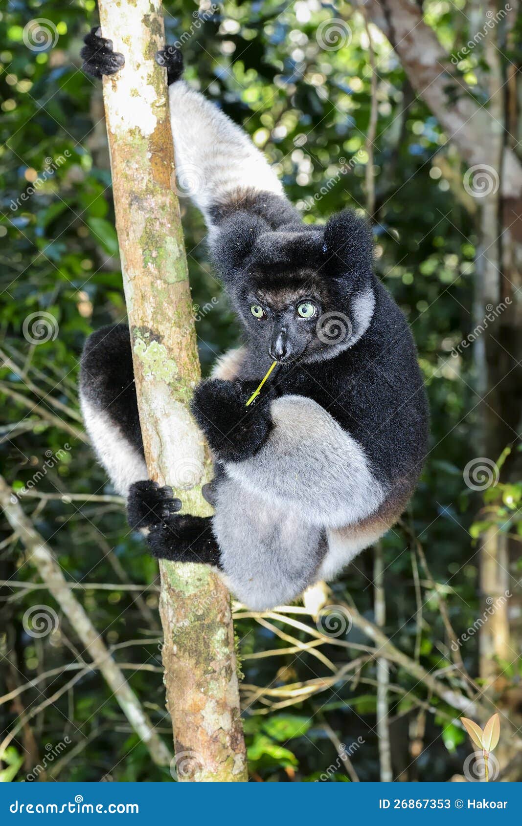 Indri, andasibe stock image. Image of colorful, hang - 26867353