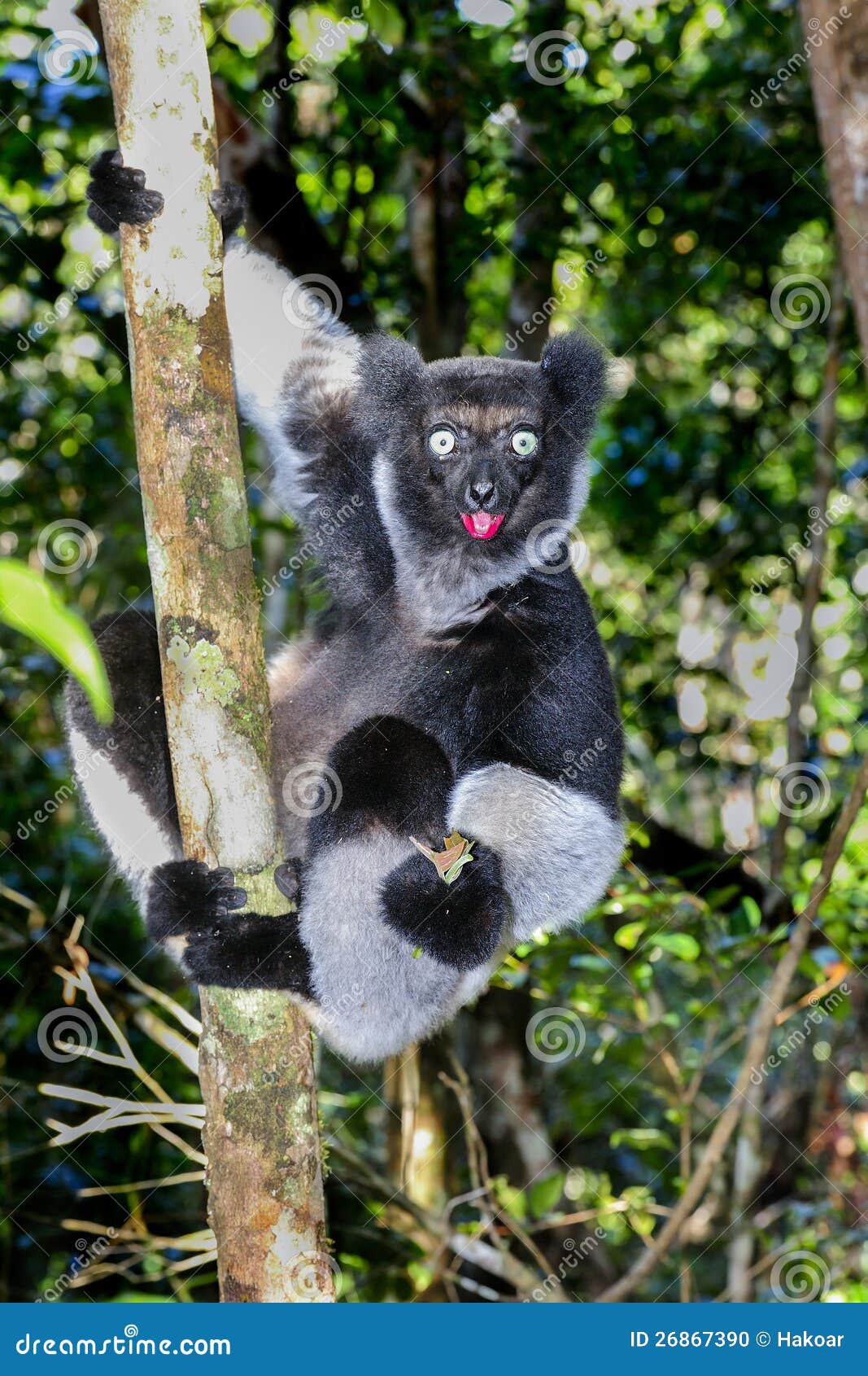 Indri, andasibe stock photo. Image of rain, fauna, lemur - 26867390