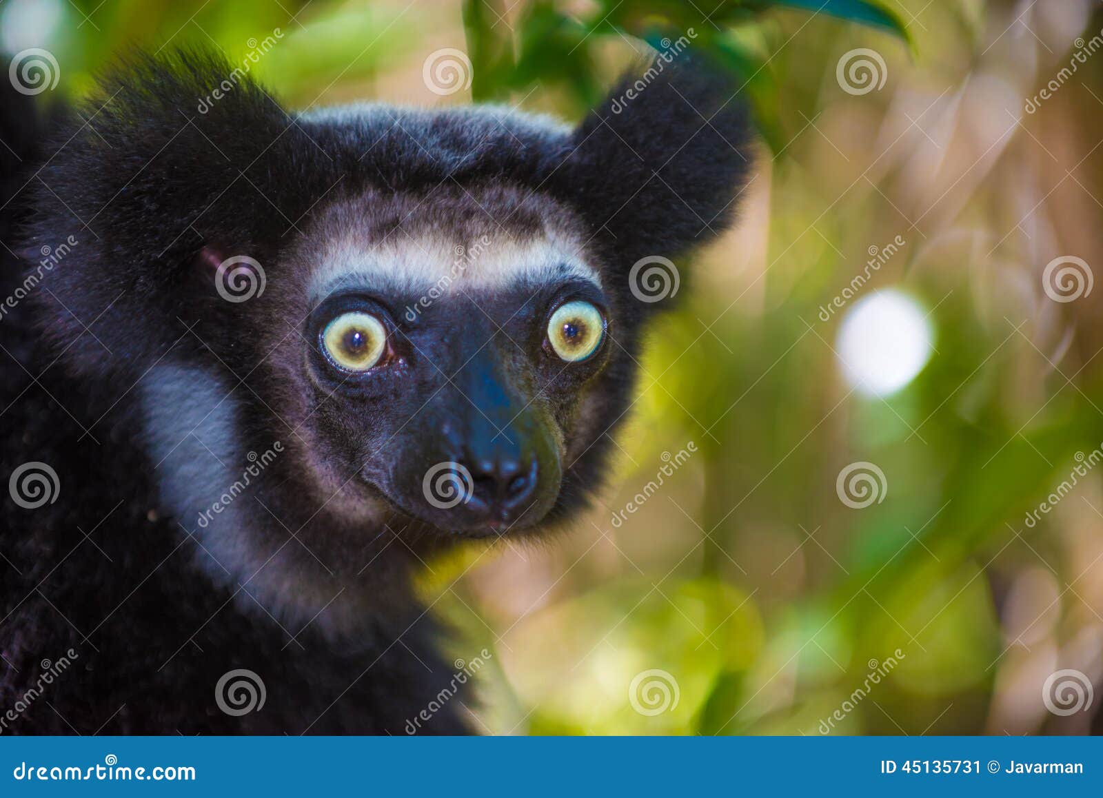 Indri, De Grootste Maki Van Madagascar Stock Afbeelding - Image of ...