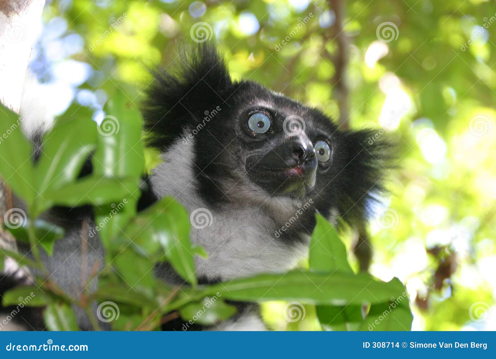 Indri indri stock photo. Image of travelling, cute, africa - 308714