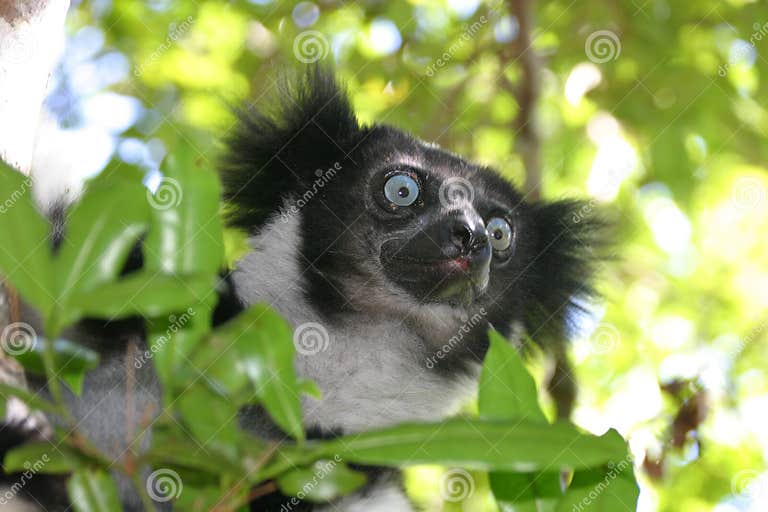 Indri indri stock photo. Image of travelling, cute, africa - 308714