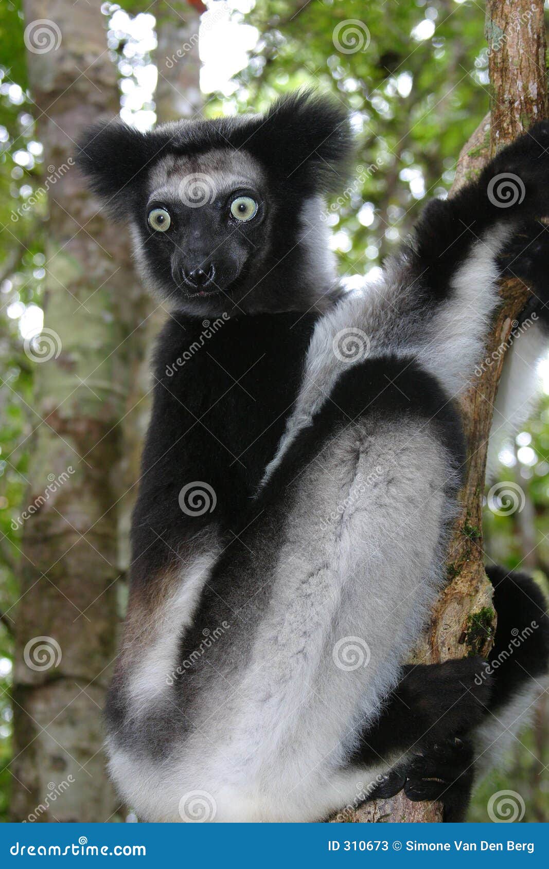 Indri indri stock image. Image of travel, africa, endangered - 310673