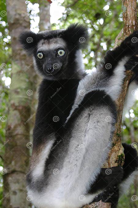 Indri indri stock image. Image of travel, africa, endangered - 310673