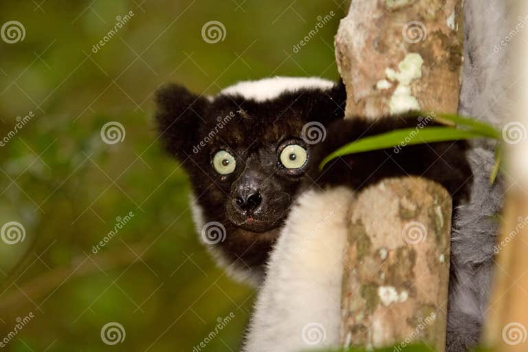 Indri Indri stock image. Image of nature, look, africa - 7991079