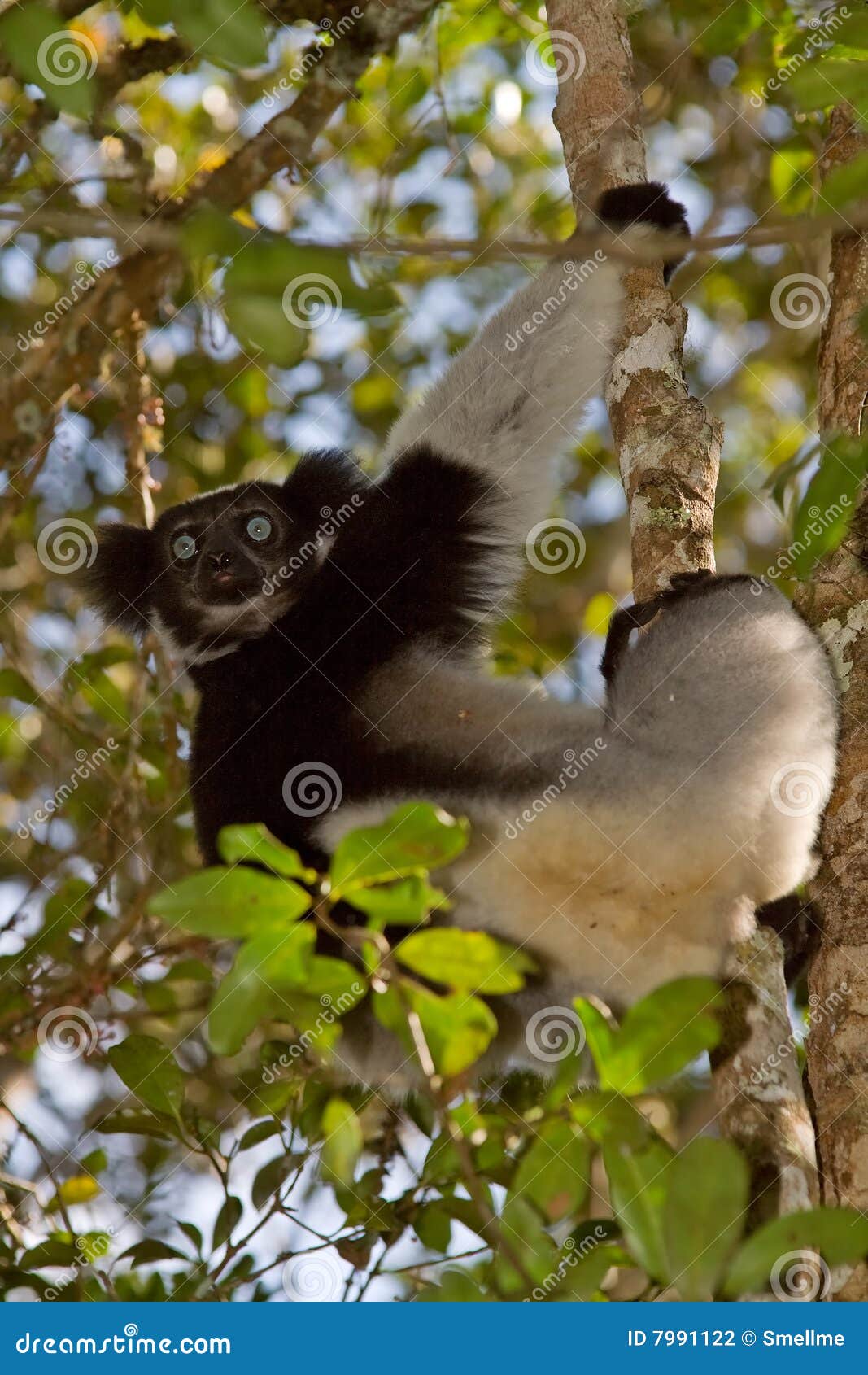 Indri Indri stock photo. Image of indridae, rain, vulnerable - 7991122