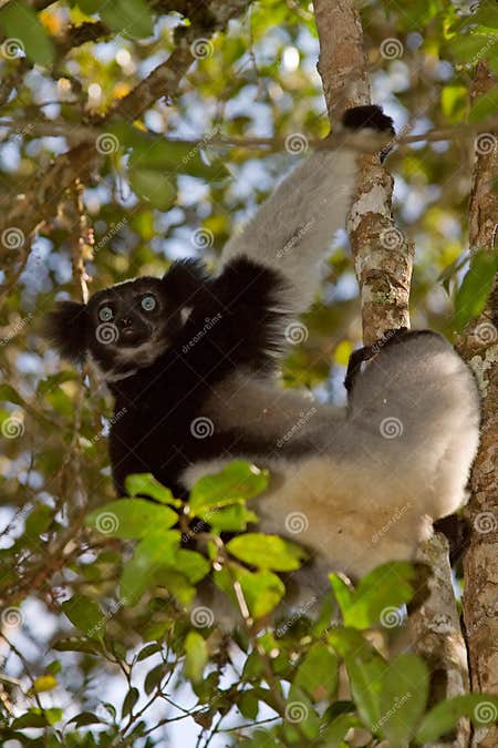 Indri Indri stock photo. Image of indridae, rain, vulnerable - 7991122