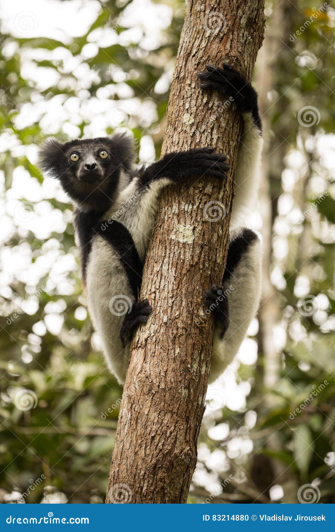 The Indri, Indri Indri, Madagascar in Nature Stock Photo - Image of ...