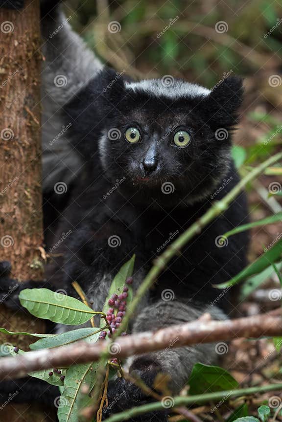 Indri-Maki in Madagaskar stockfoto. Bild von wildnis - 79971496