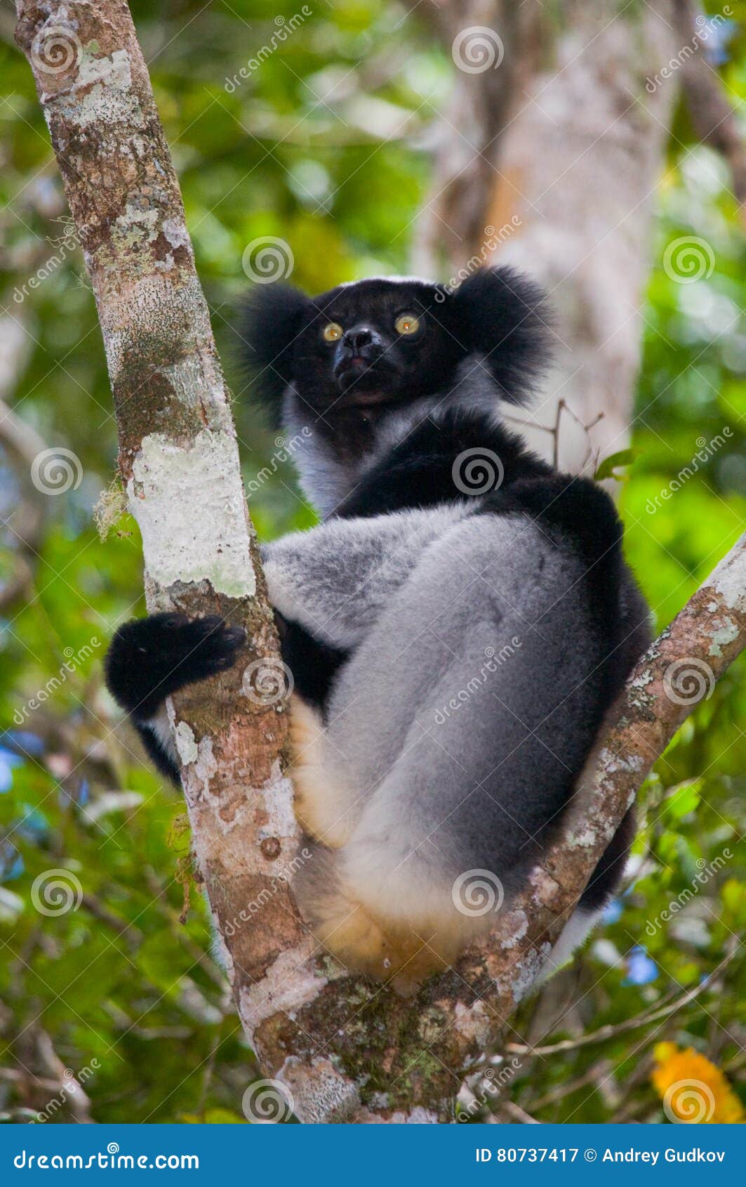 Indri Sitting on a Tree. Madagascar. Mantadia National Park Stock Image ...