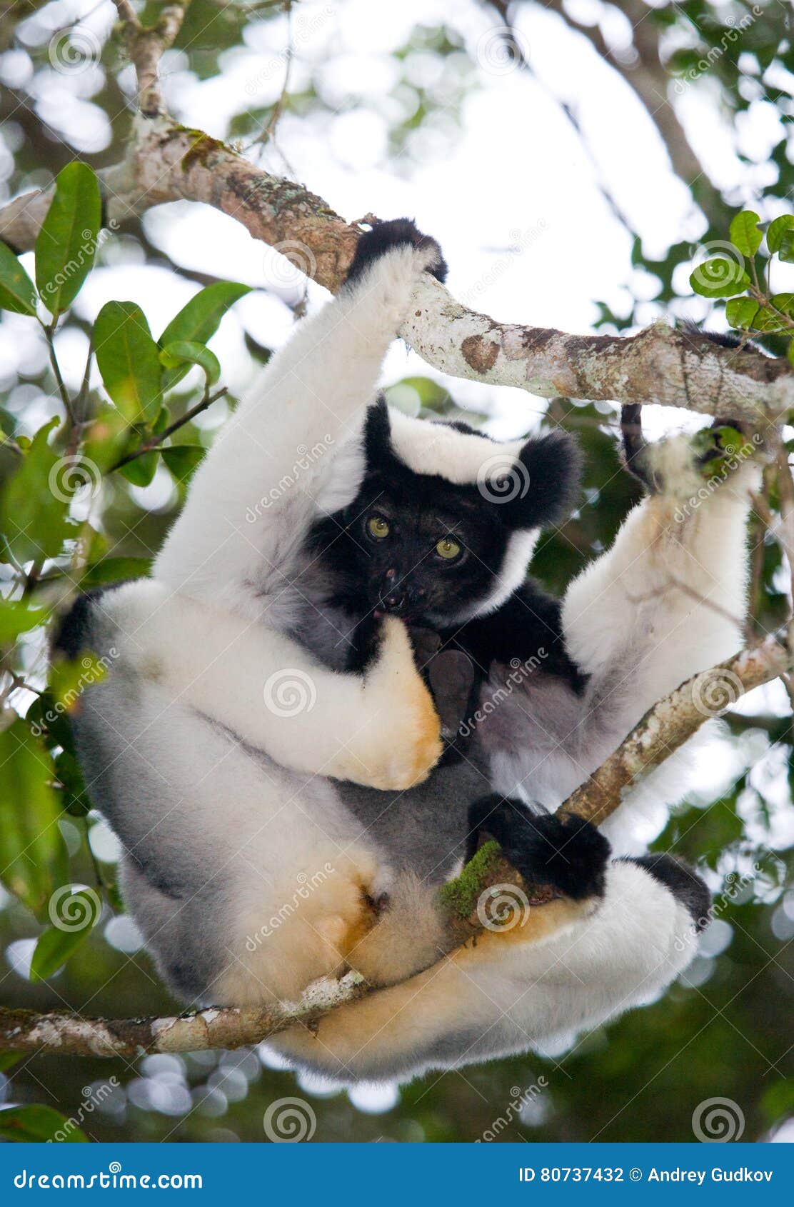 Indri Sitting On A Tree. Madagascar. Mantadia National Park. Royalty ...