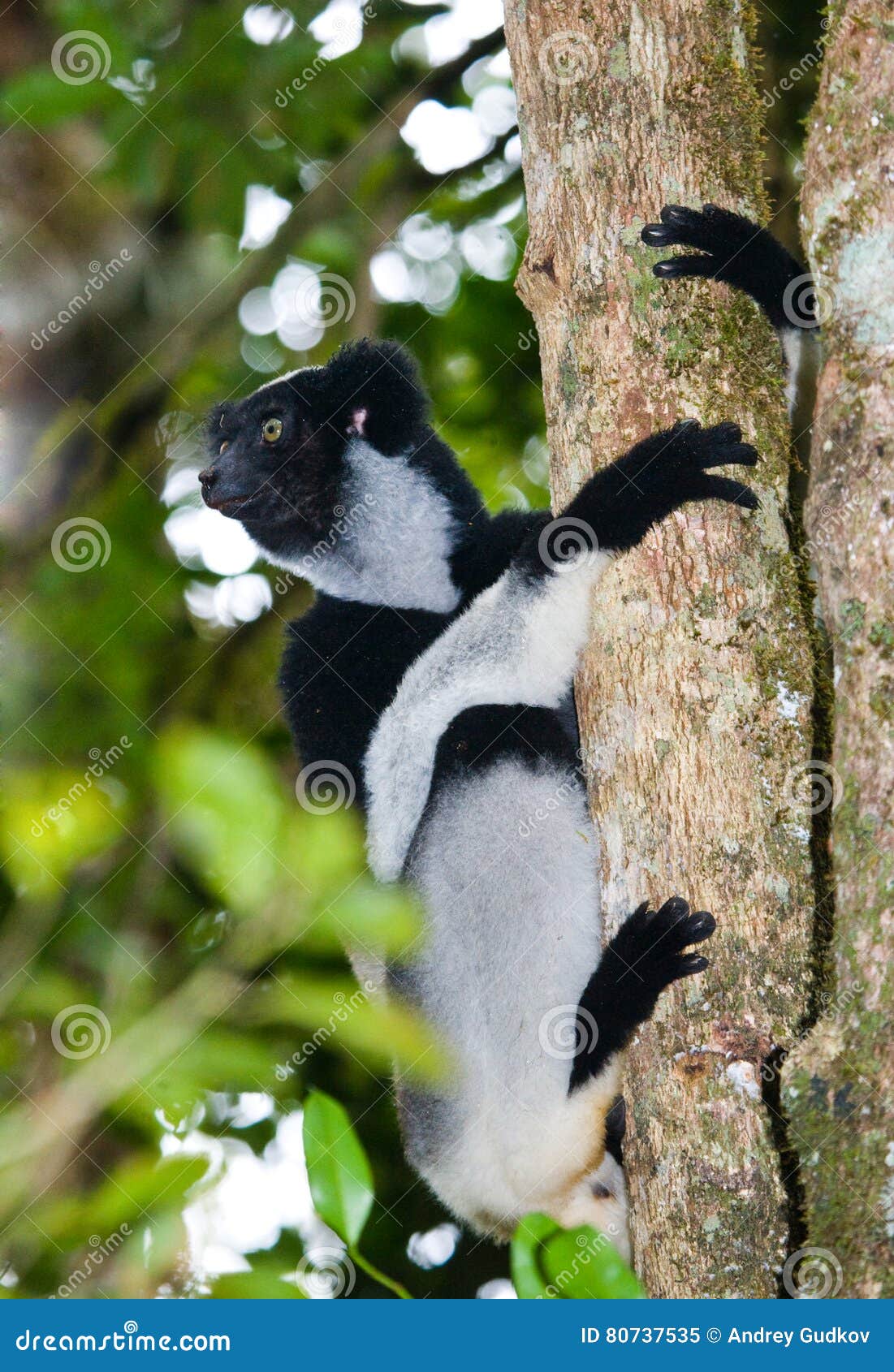 Indri Sitting on a Tree. Madagascar. Mantadia National Park Stock Image ...