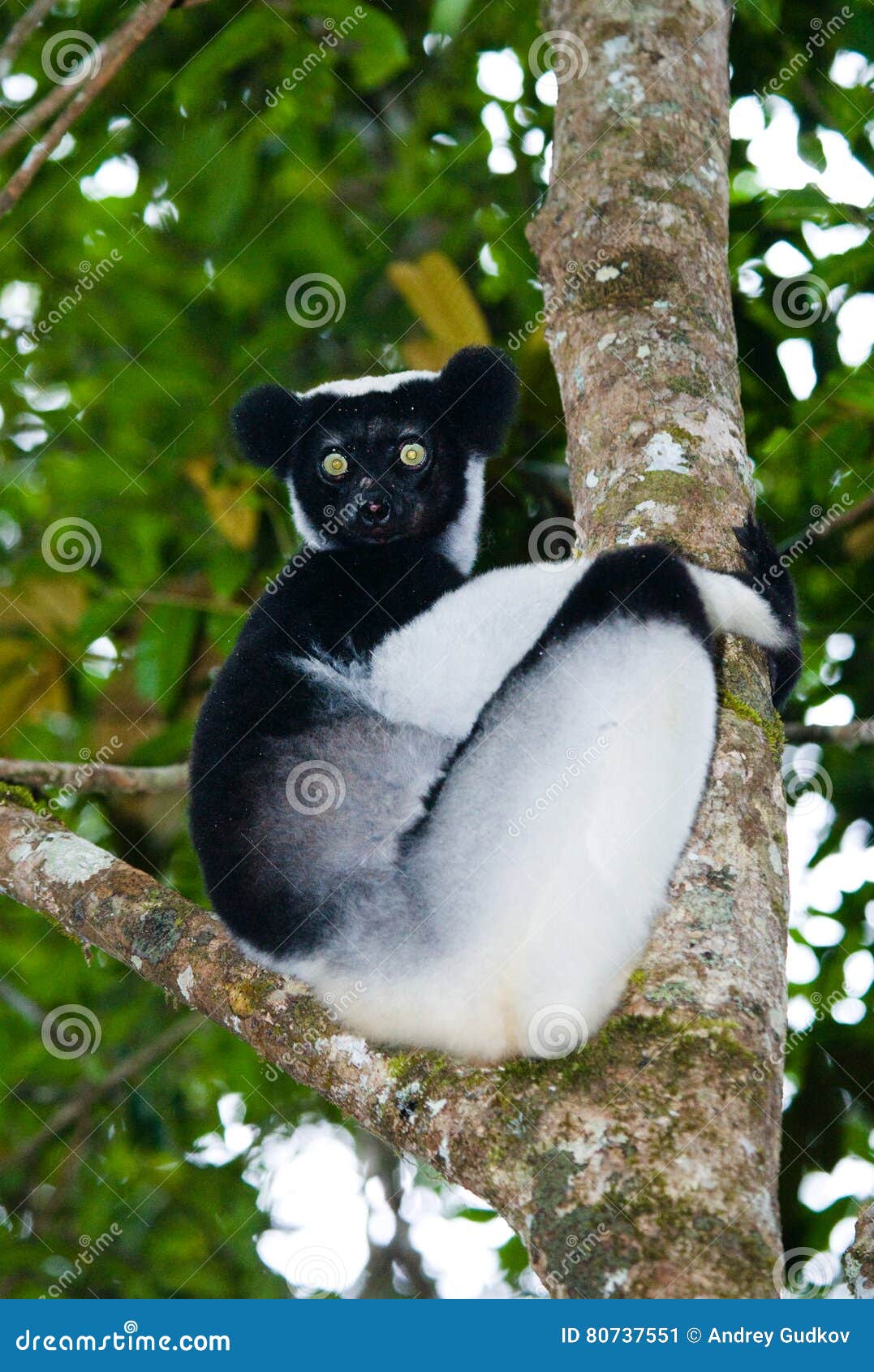 Indri Sitting on a Tree. Madagascar. Mantadia National Park Stock Image ...