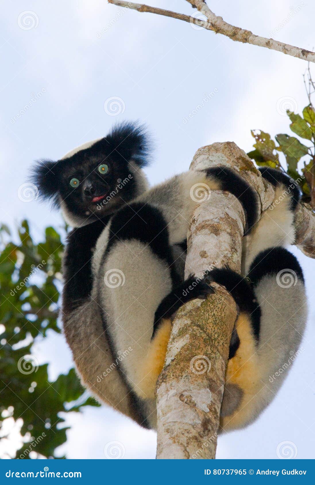 Indri Sitting on a Tree. Madagascar. Mantadia National Park Stock Image ...
