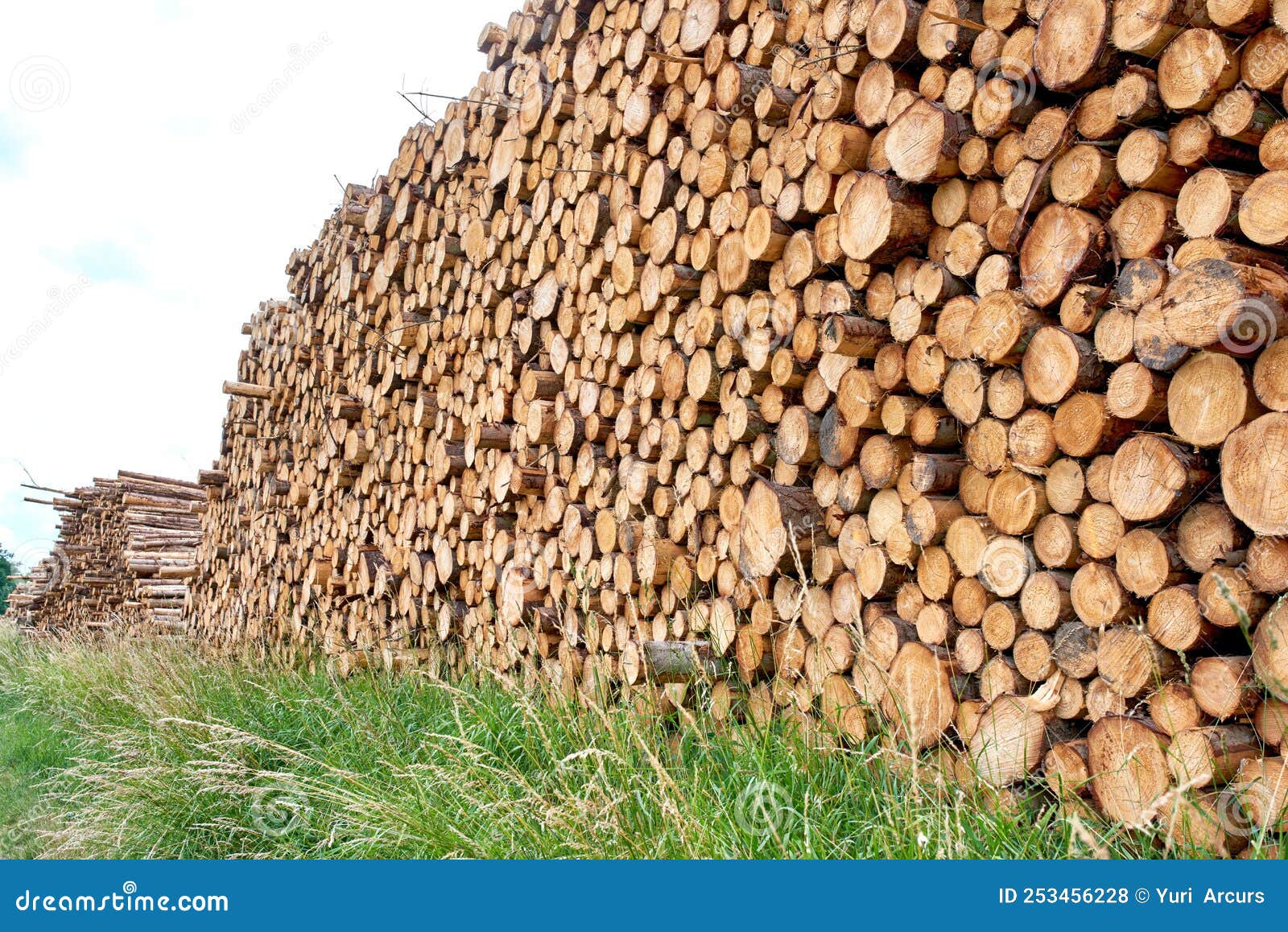 Industria Maderera. Mucha Madera En La Industria Maderera. Foto de ...