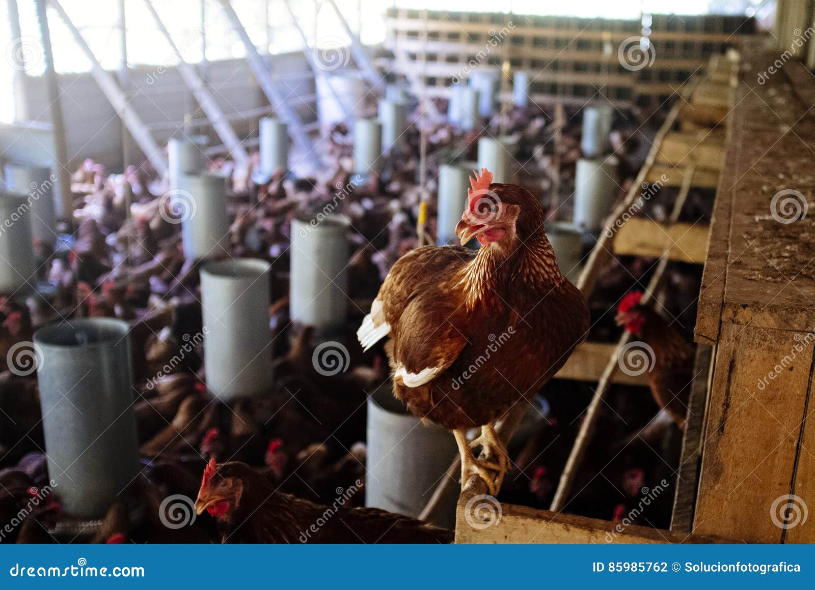 Industrial chicken hen stock photo. Image of henhouse - 85985762