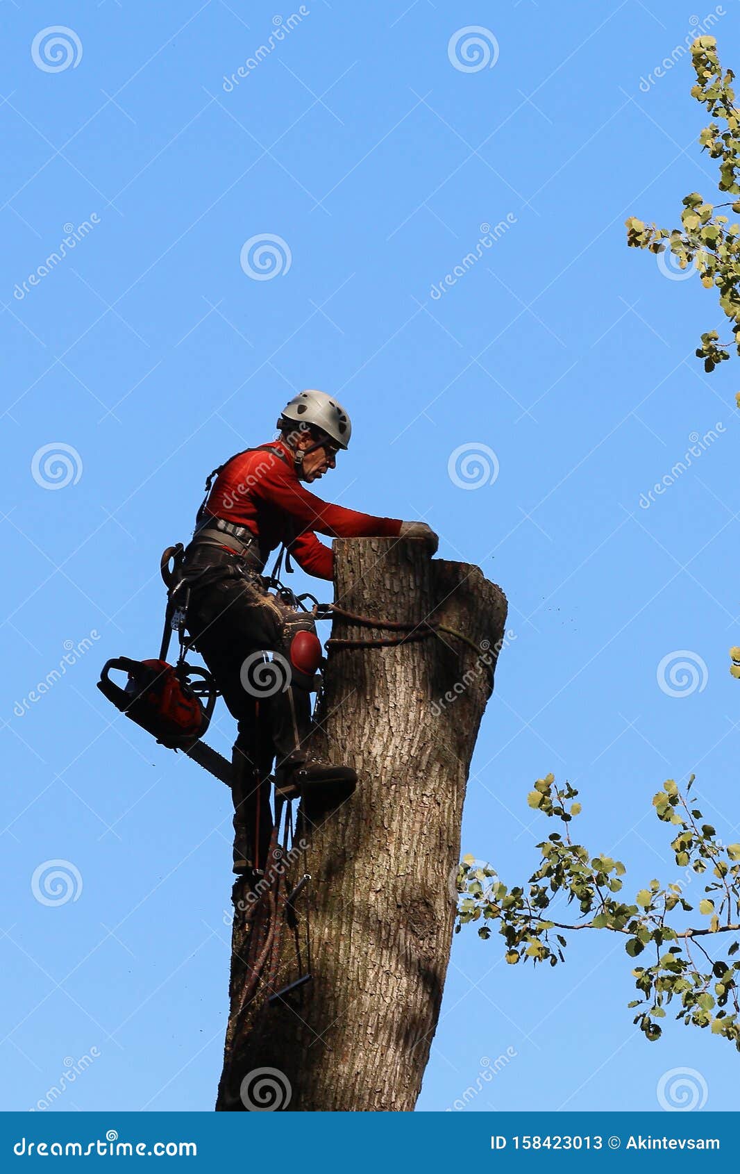 Using A Tree Binding Machine For Wrapping Christmas Trees Editorial ...