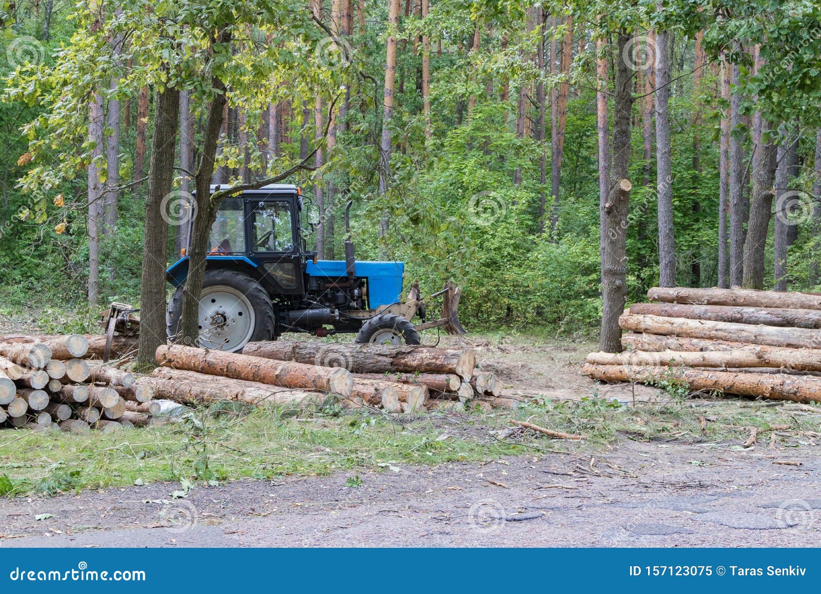 Industrial Deforestation by Forestry Workers Using Machinery Stock ...