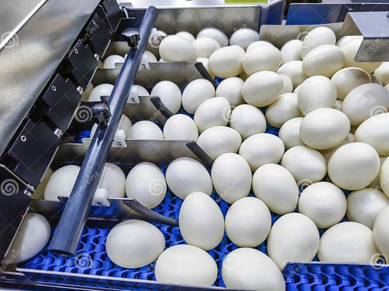 Industrial Egg Sorting Process Inside a Modern Facility during Daylight ...