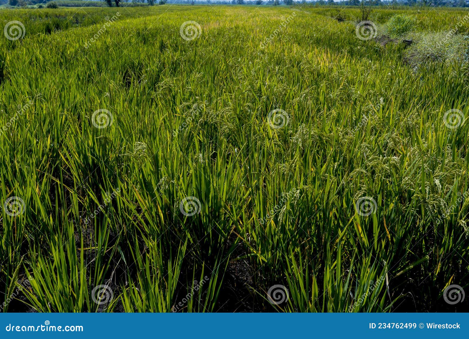Industrial Field with Crops; Cultivation of Asian Rice Stock Image ...