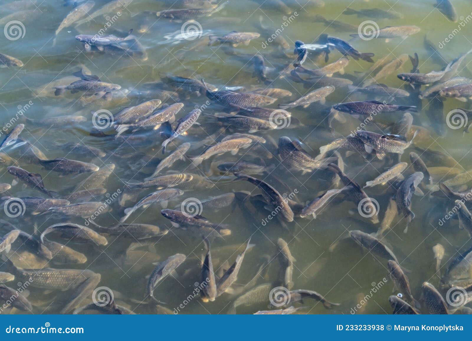 Industrial Fish Farming. School of Fish in the Water Stock Photo ...
