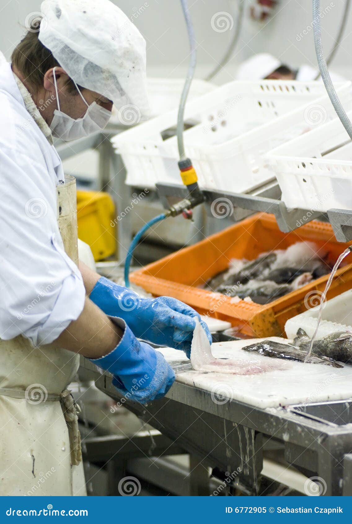Industrial fish filleting stock image. Image of cutting - 6772905