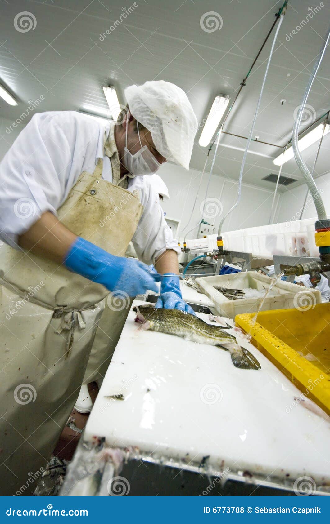 Industrial fish filleting stock photo. Image of industrial - 6773708
