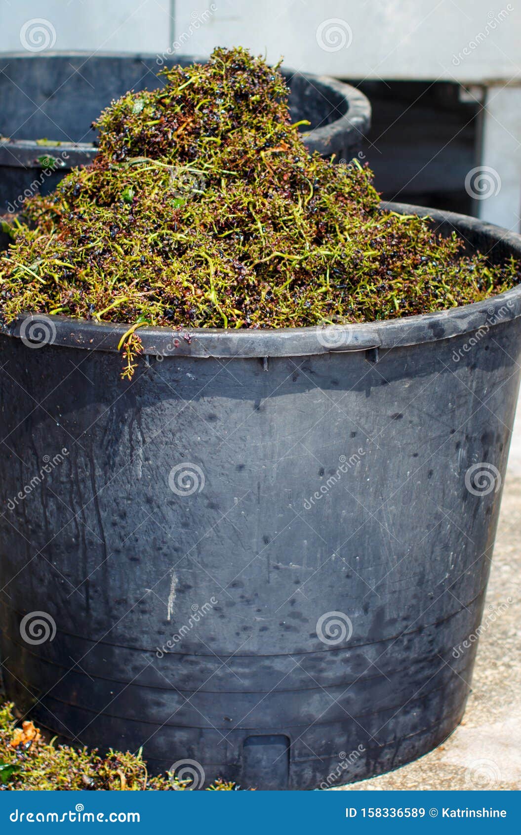 Industrial Grape Crushing Machine and Stems in a Bucket Stock Image ...