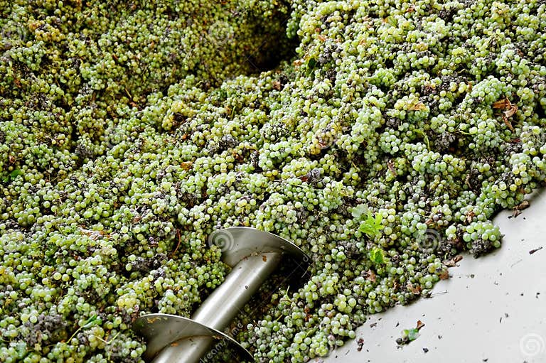 Industrial Grapes Processing Stock Image - Image of fruit, factory ...