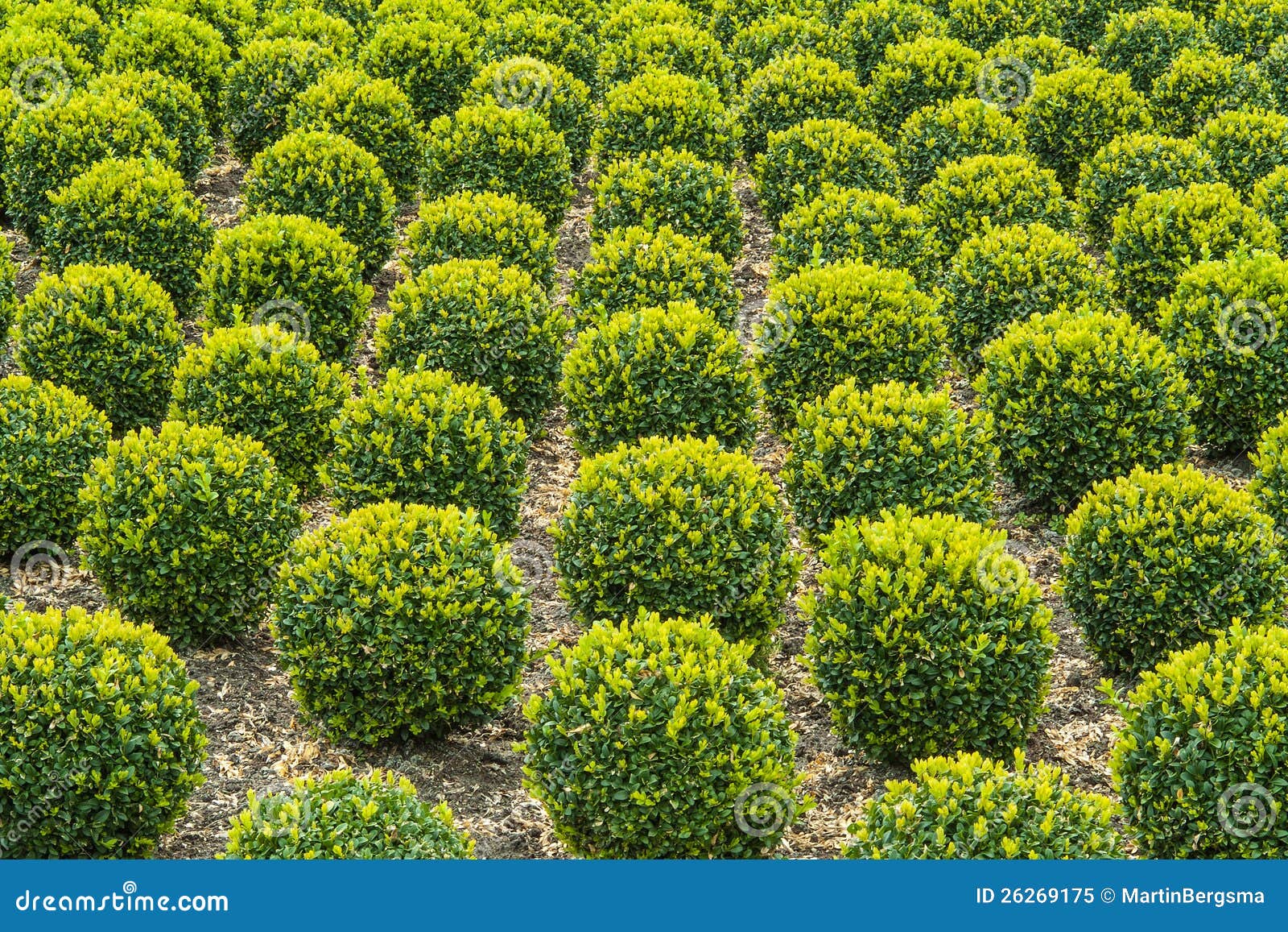 Industrial Growth of Box-trees Stock Image - Image of gardening, color ...